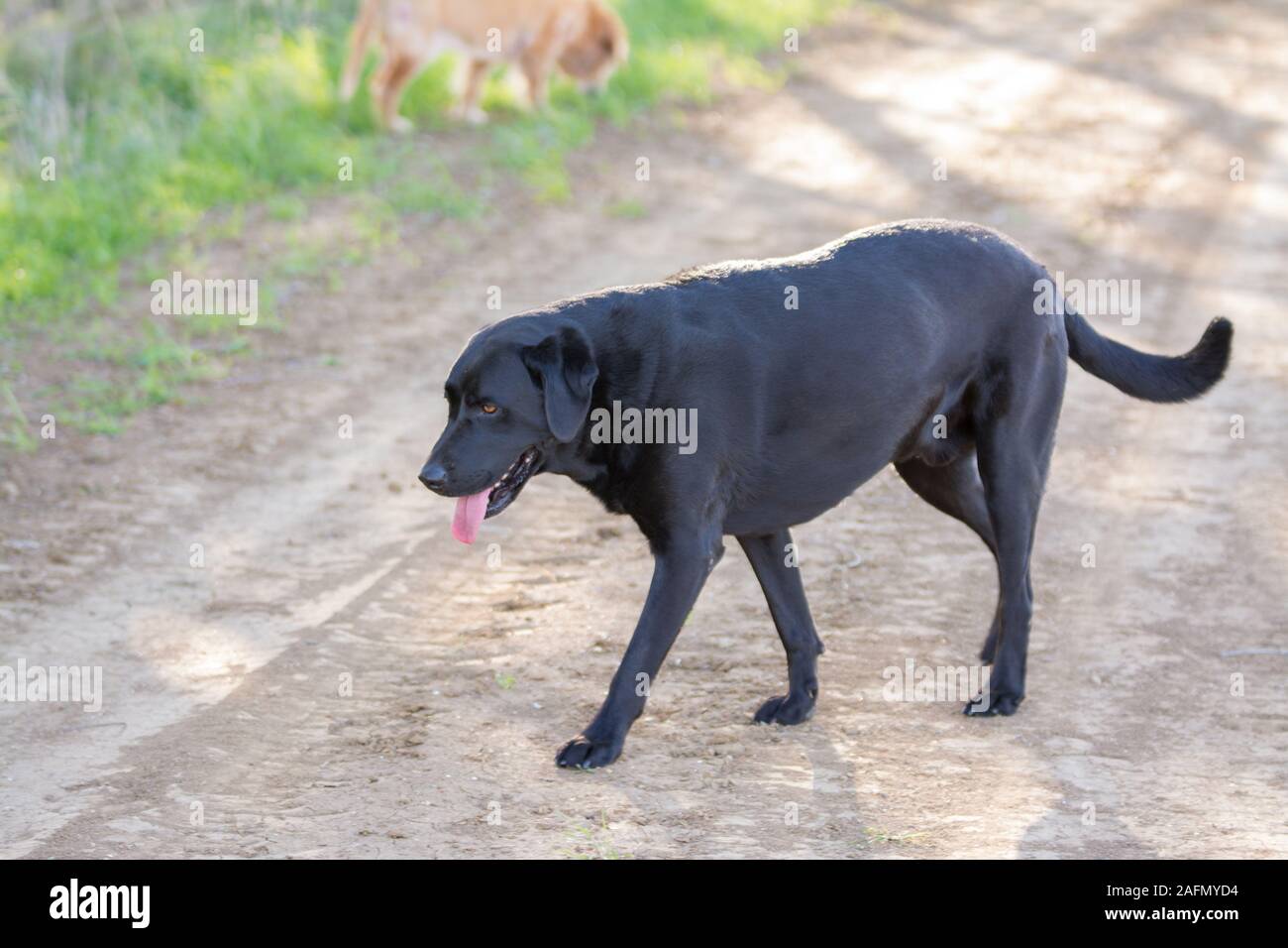 Old chocolate labrador retriever dog walking Stock Photo - Alamy