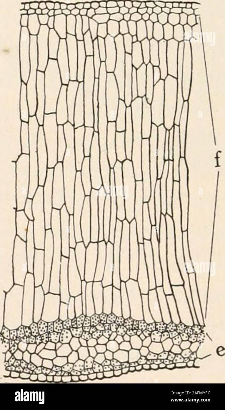 . Plant anatomy from the standpoint of the development and functions of ...