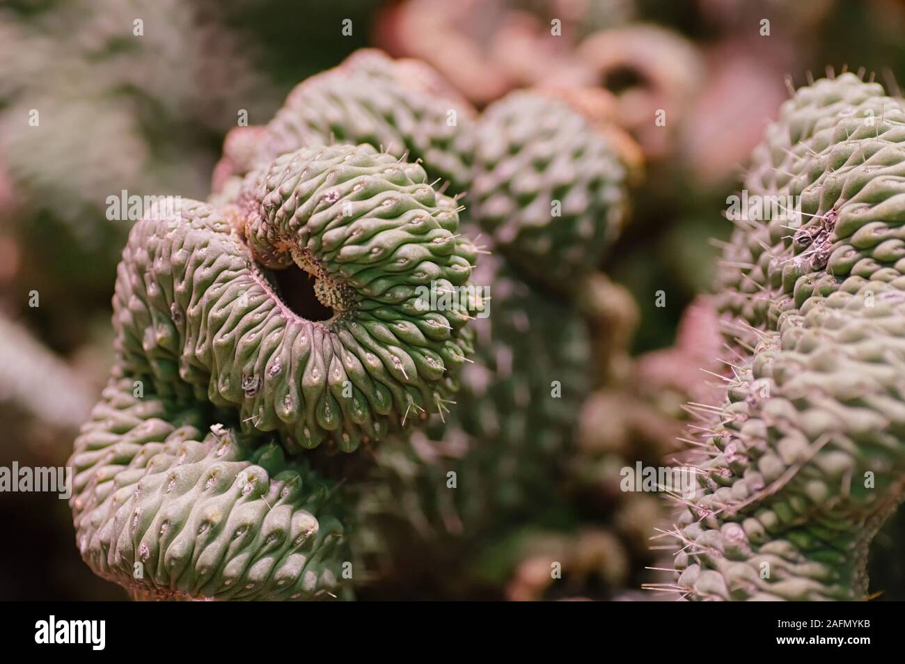 Exotic floral background. A rare species of cacti in the greenhouse ...