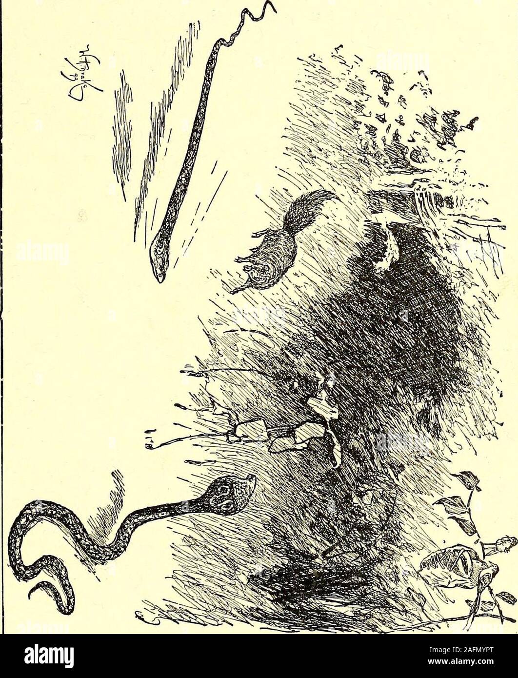 Darzee hi-res stock photography and images - Alamy