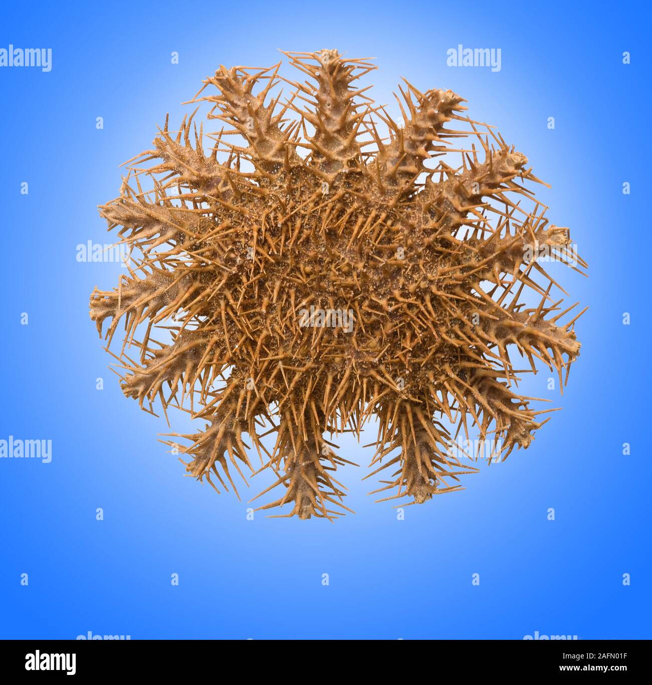 Starfish arm closeup hi-res stock photography and images - Alamy