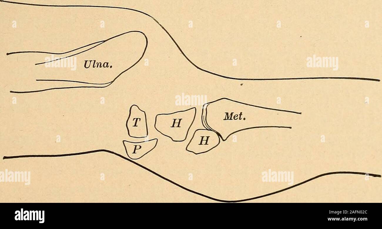 Unciform High Resolution Stock Photography and Images - Alamy