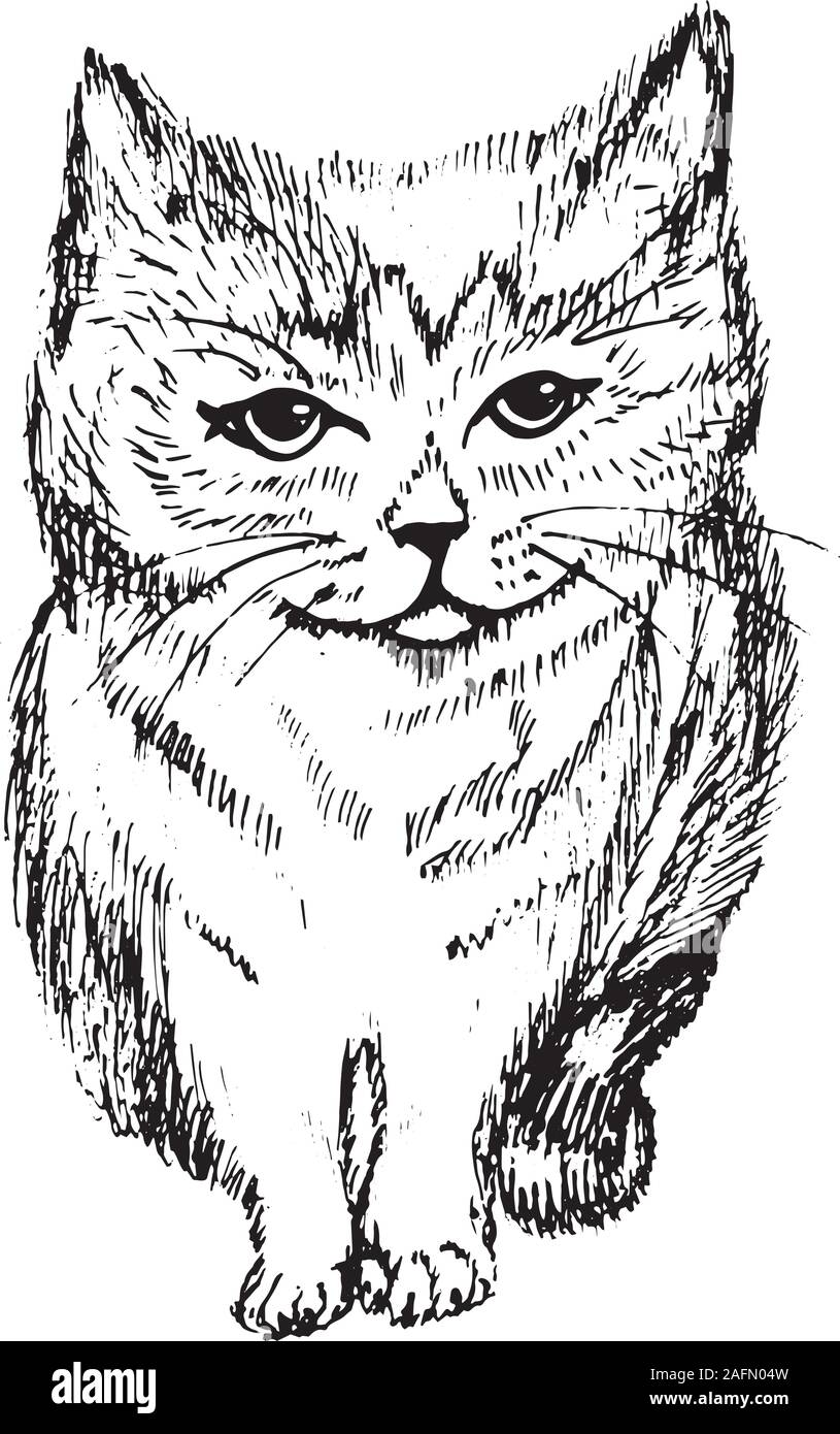 Illustration of a cat in a hatching style. Cute small cat Stock Vector ...