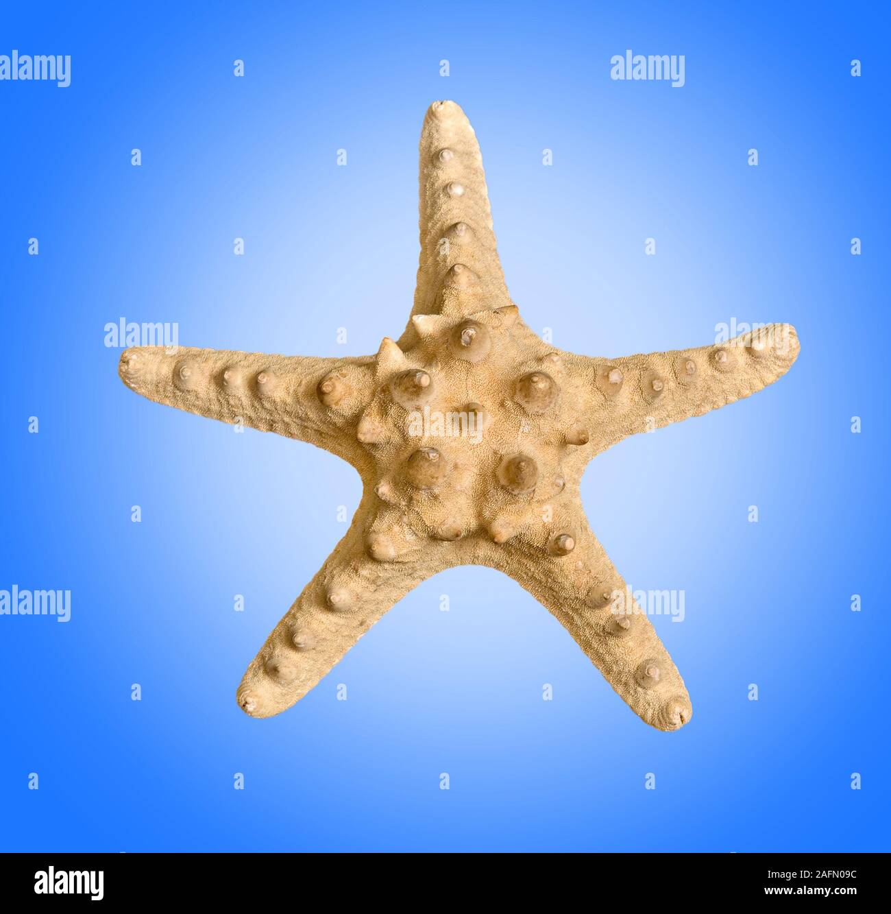 Starfish arm closeup hi-res stock photography and images - Alamy