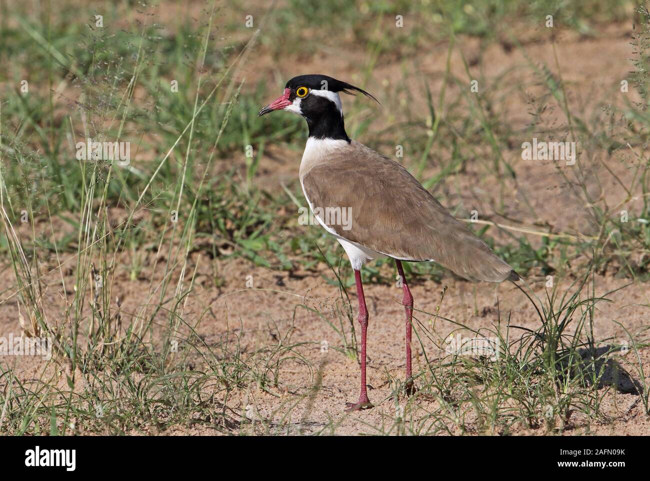 Black-headed Lapwing (Vanellus tectus tectus) adult standing on dry ...