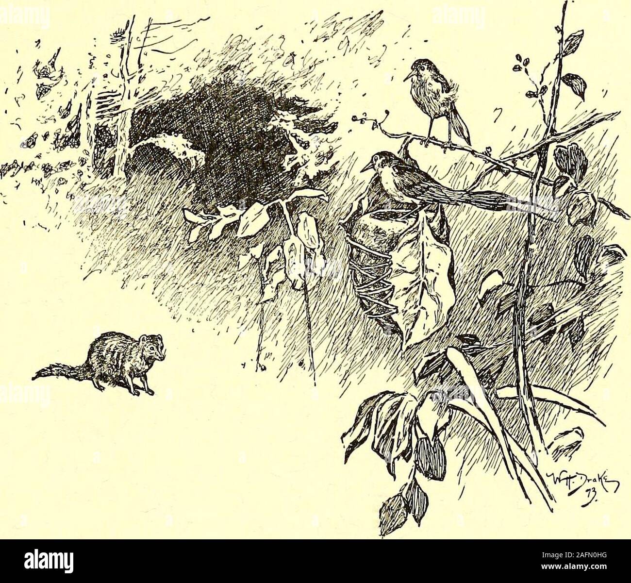 Rikki Tikki Tavi Darzee