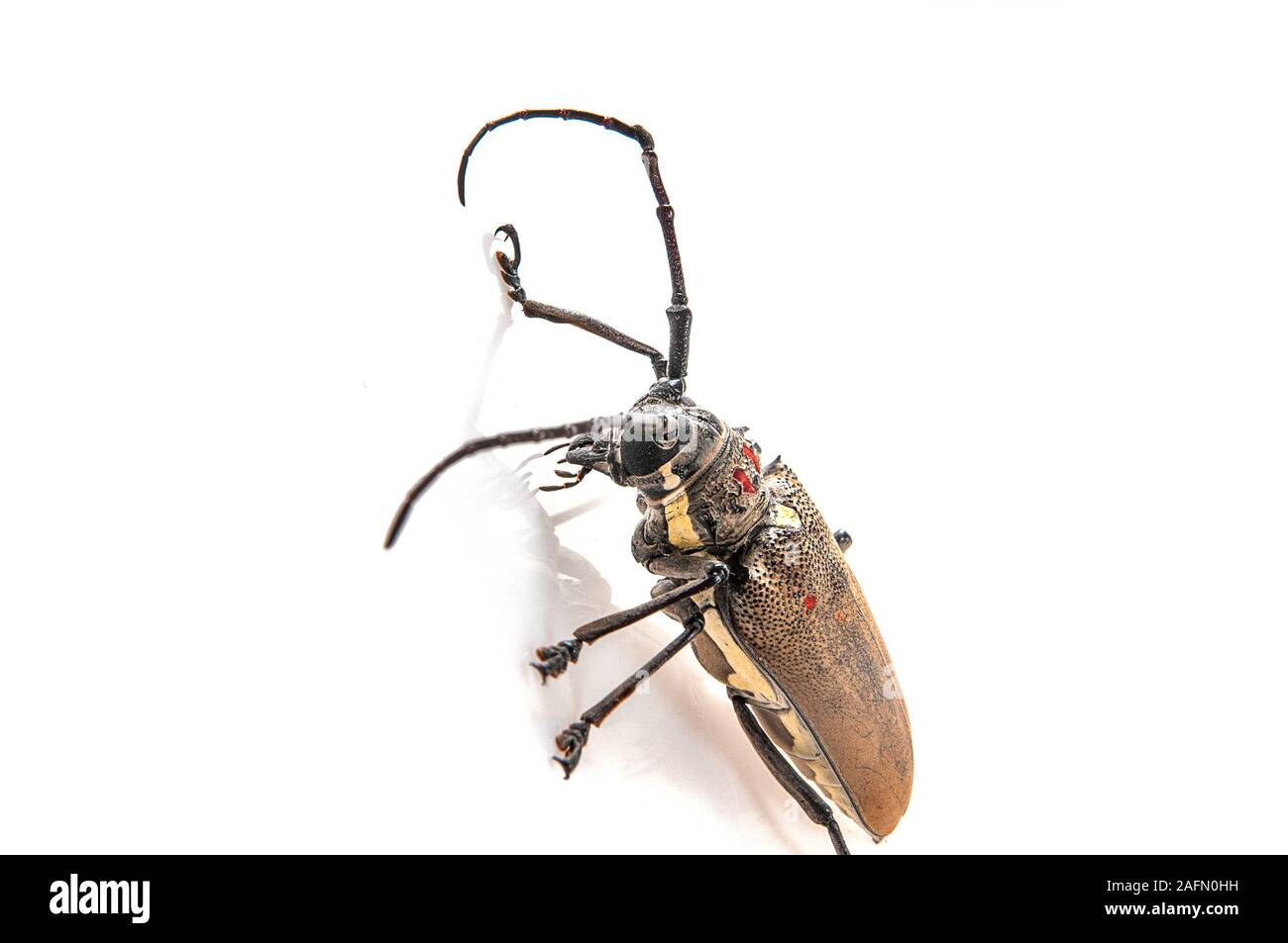 Tree borer (Batocera rufomaculata) isolated on a white background Stock ...