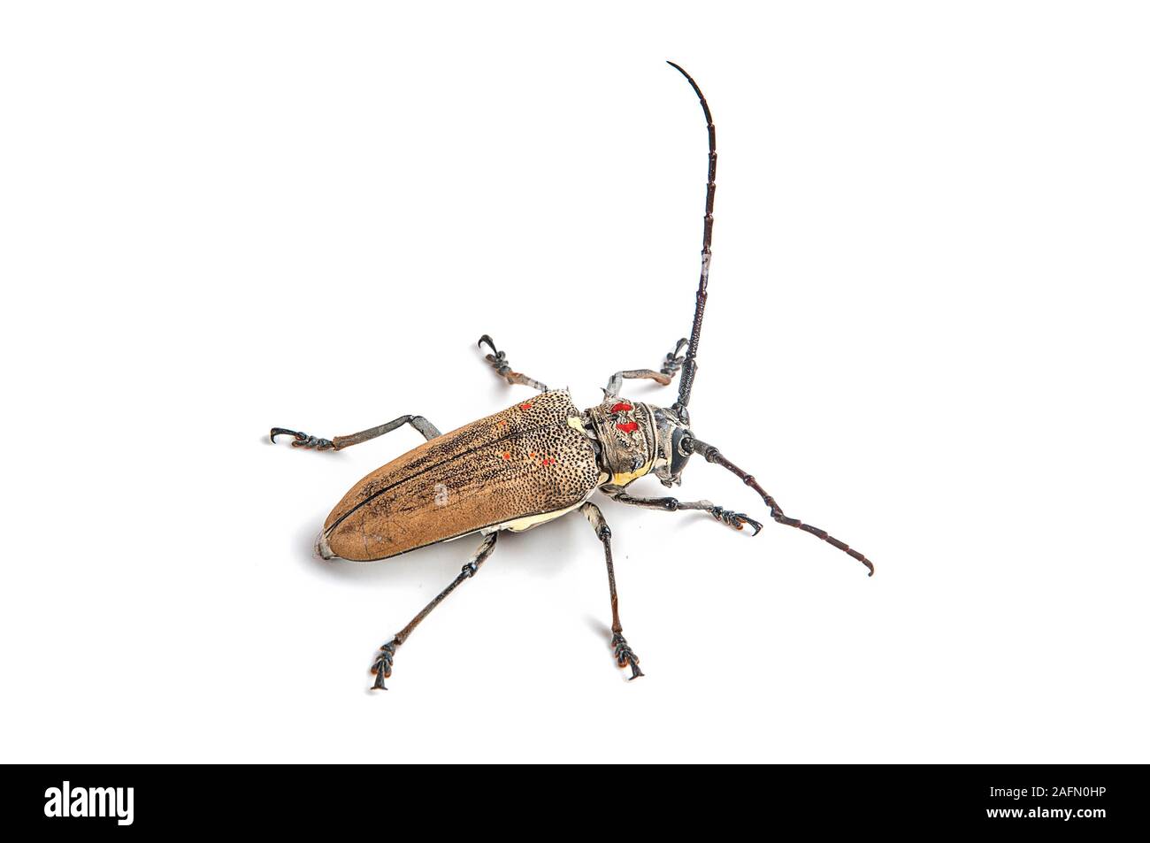 Tree borer (Batocera rufomaculata) isolated on a white background Stock ...