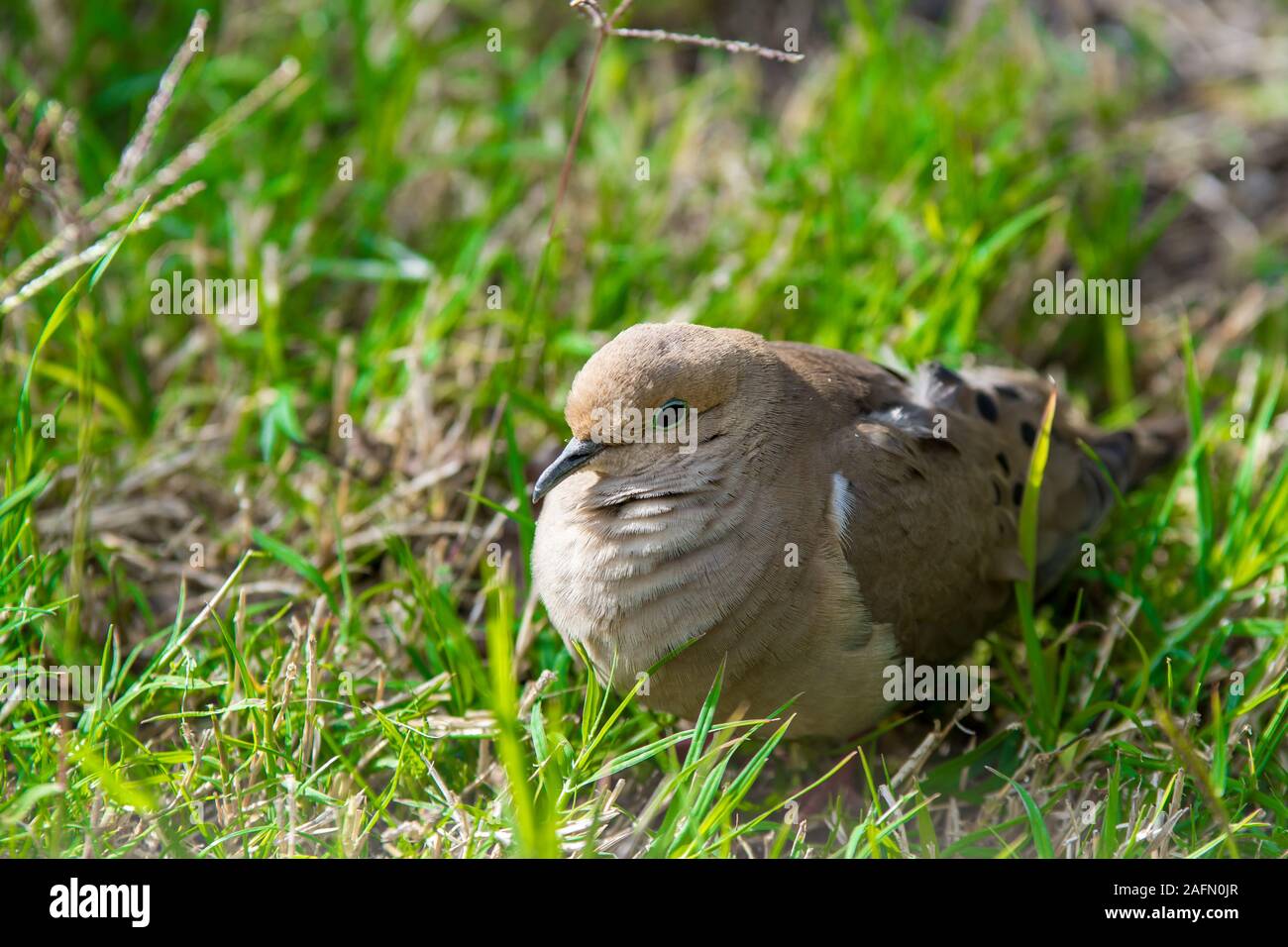 Mourning dove sitting nesting in green grass Stock Photo - Alamy