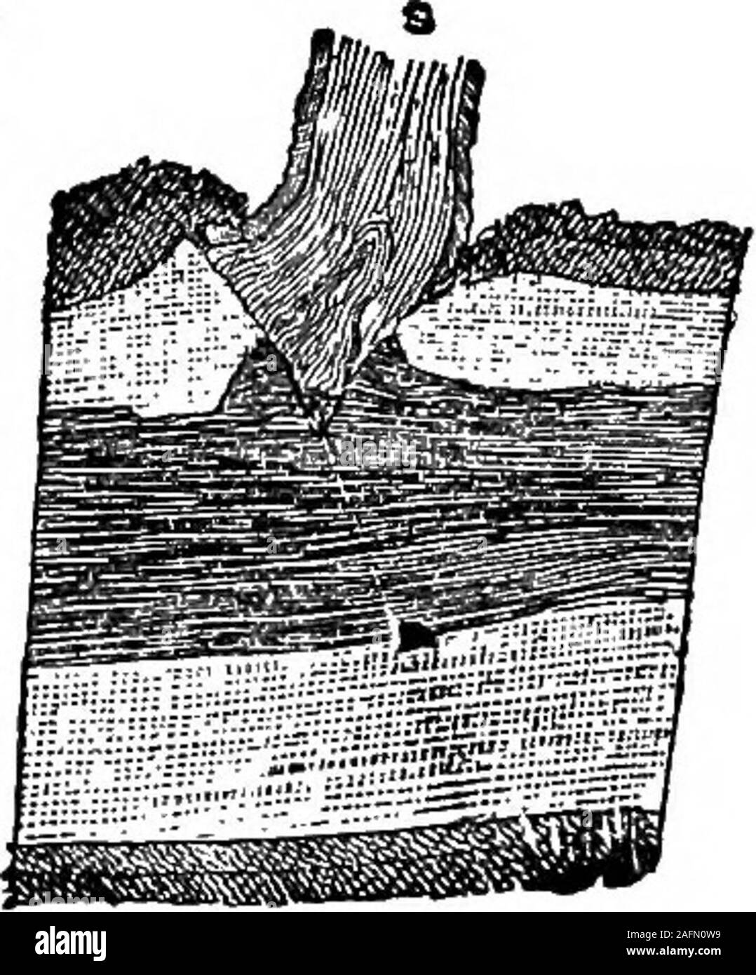 Rank vegetation Cut Out Stock Images & Pictures - Alamy