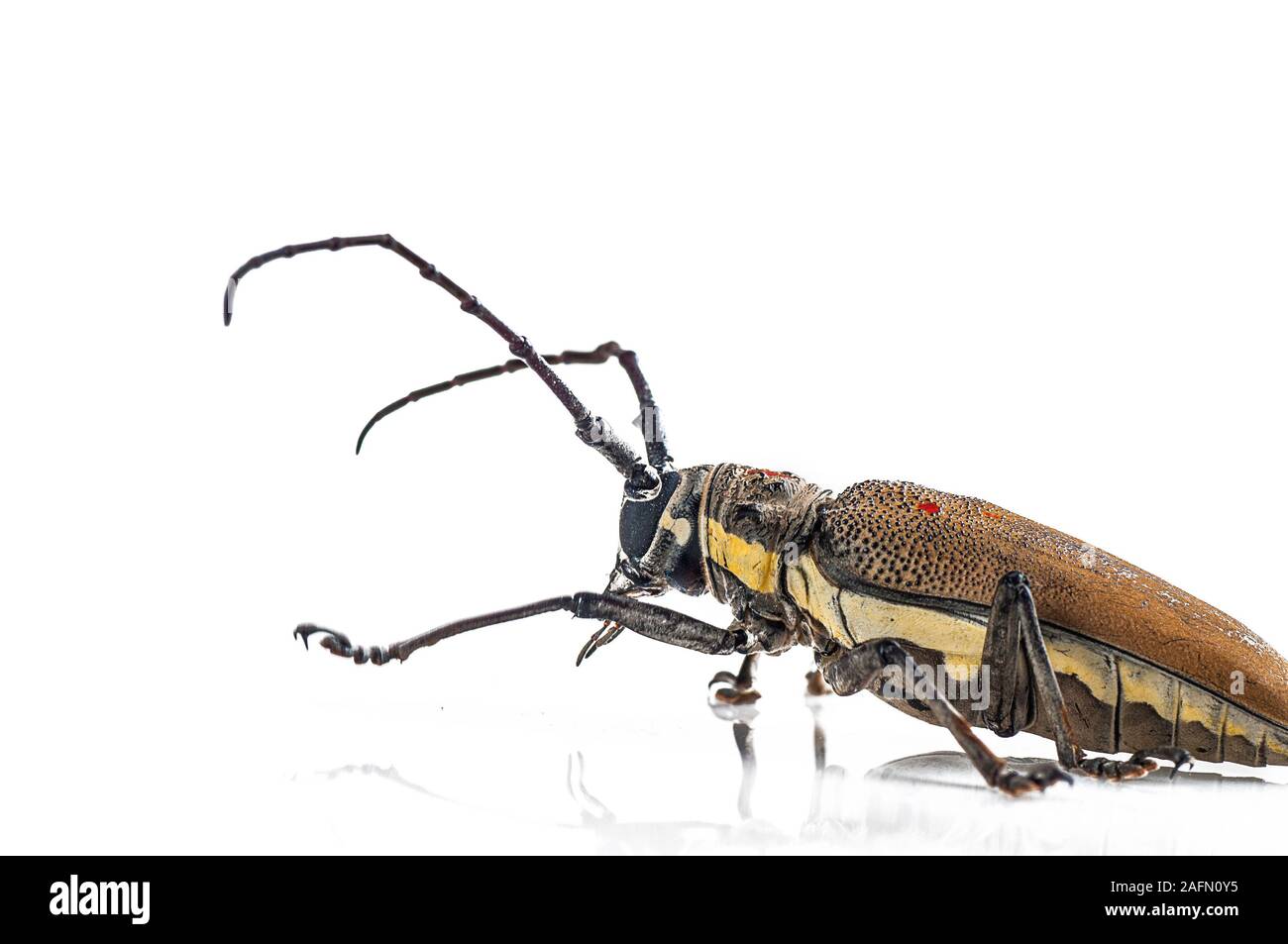Tree borer (Batocera rufomaculata) isolated on a white background Stock ...