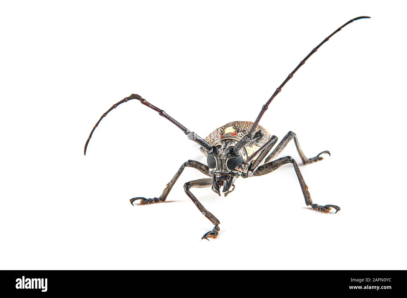 Tree borer (Batocera rufomaculata) isolated on a white background Stock ...