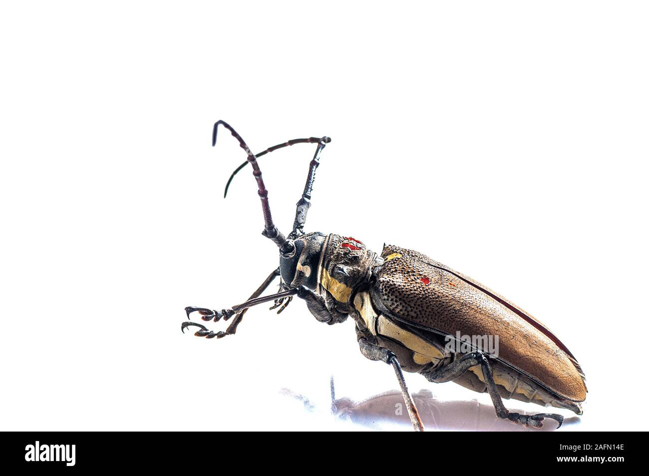 Tree borer (Batocera rufomaculata) isolated on a white background Stock ...