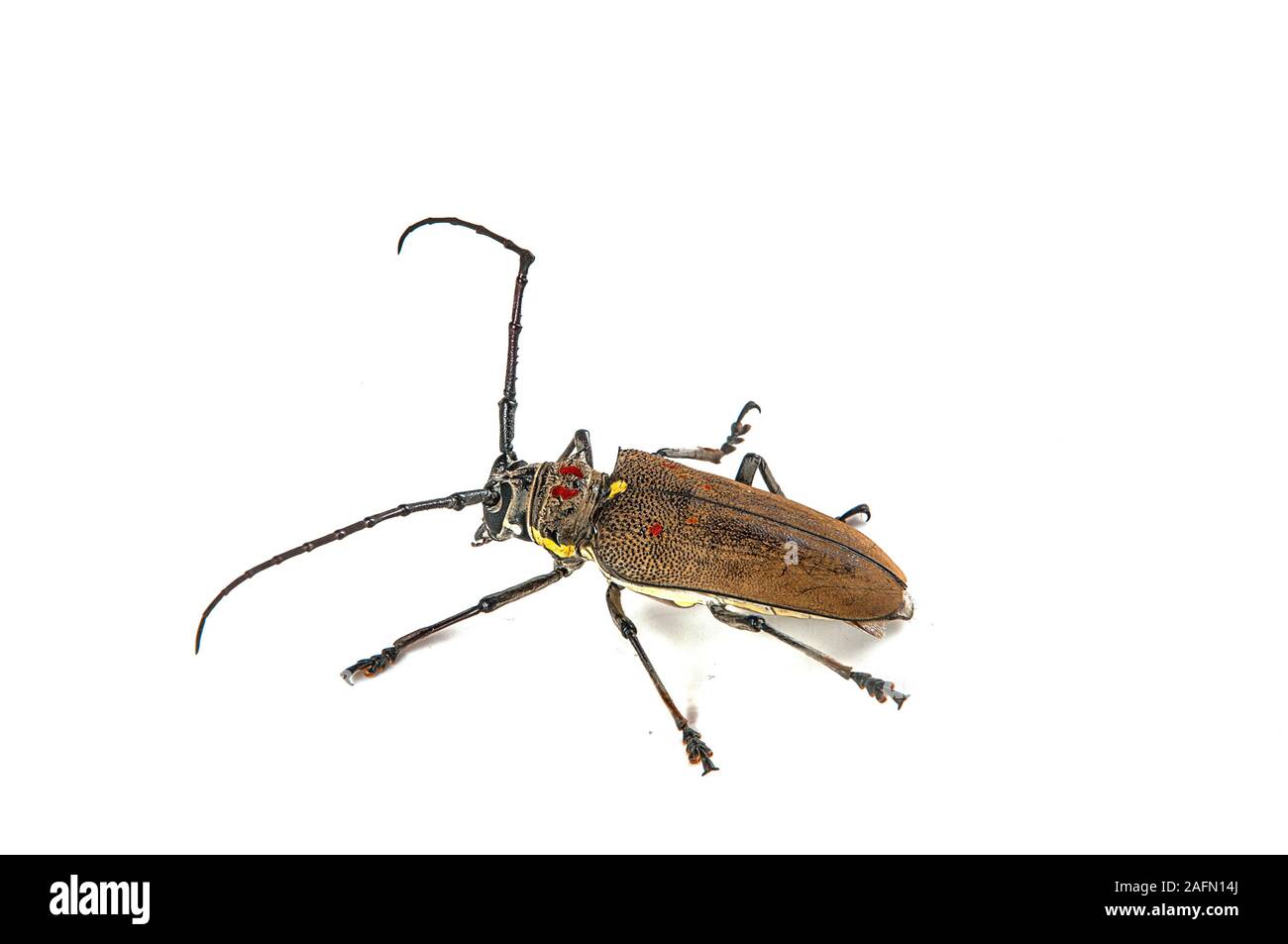Batocera hi-res stock photography and images - Alamy
