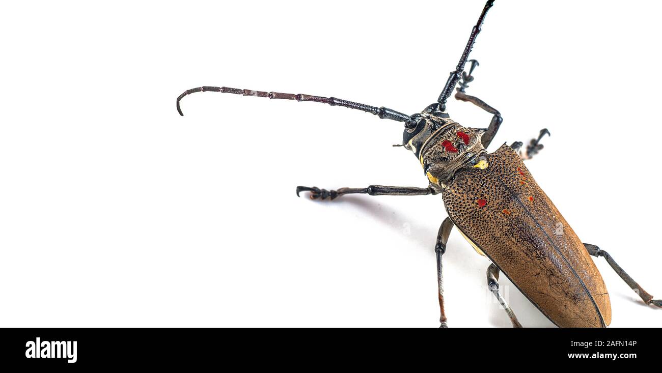 Tree borer (Batocera rufomaculata) isolated on a white background Stock ...