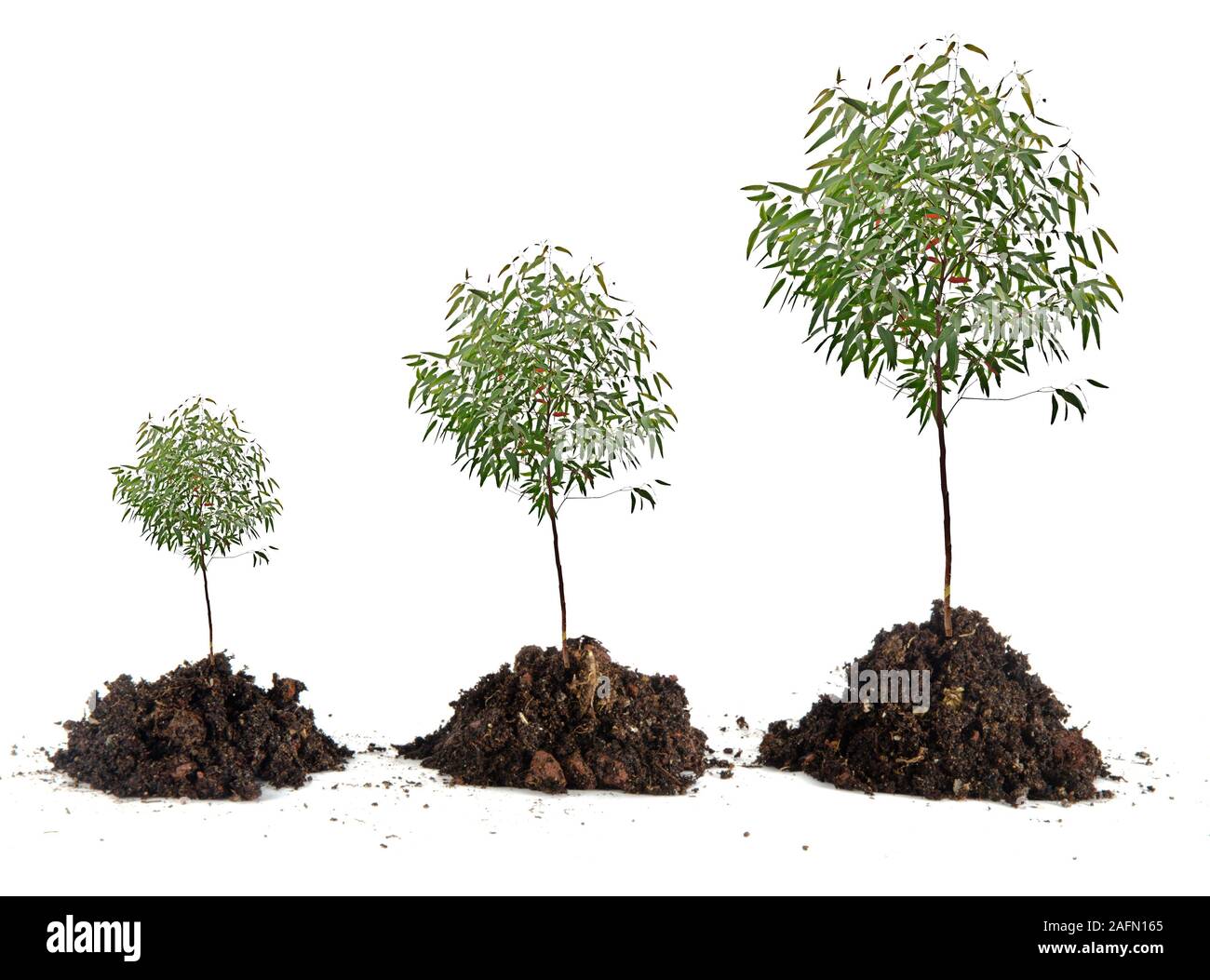Growth of trees Stock Photo - Alamy