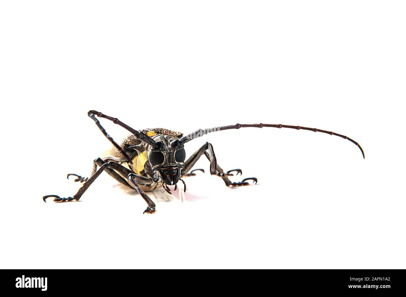 Tree borer (Batocera rufomaculata) isolated on a white background Stock ...