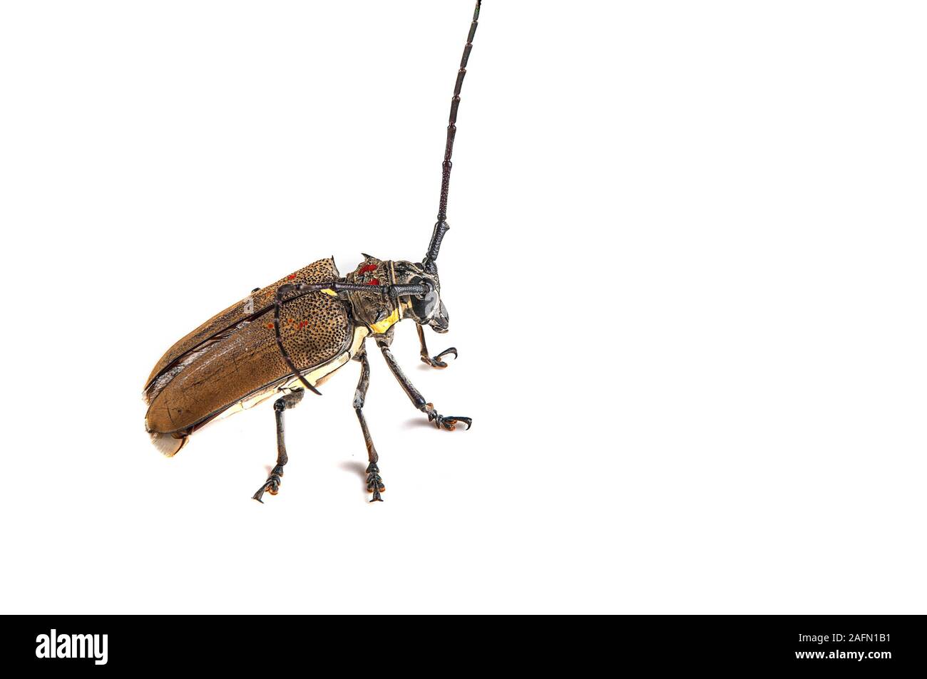 Tree borer (Batocera rufomaculata) isolated on a white background Stock ...