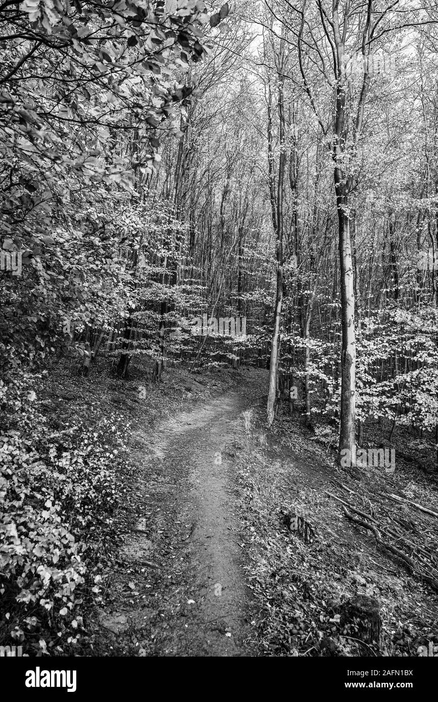Black and white photography. Nature forest in autumn Stock Photo - Alamy