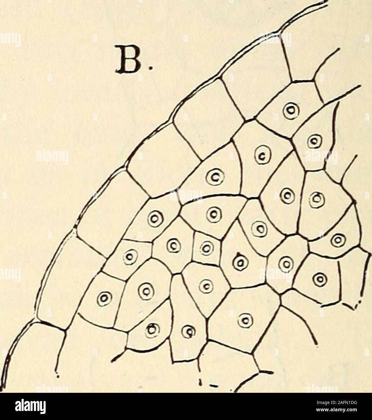 . The structure and development of mosses and ferns (Archegoniatae ...