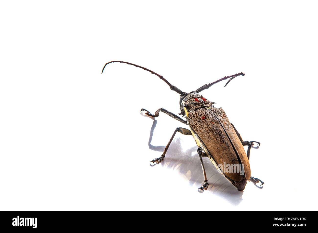 Batocera hi-res stock photography and images - Alamy