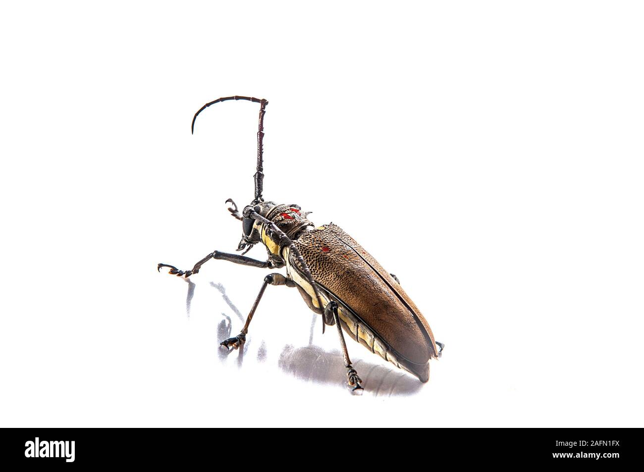 Tree borer (Batocera rufomaculata) isolated on a white background Stock ...