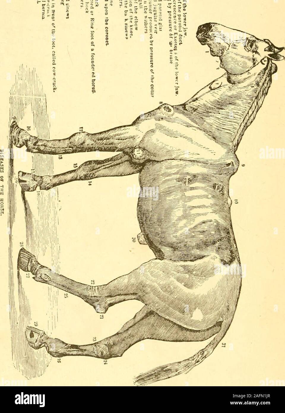 Bog spavin hi-res stock photography and images - Alamy