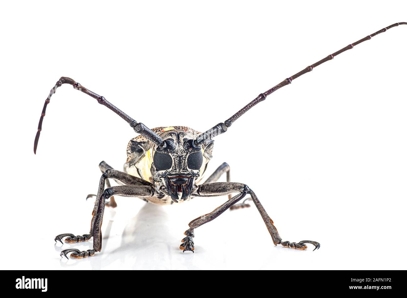 Tree borer (Batocera rufomaculata) isolated on a white background Stock ...