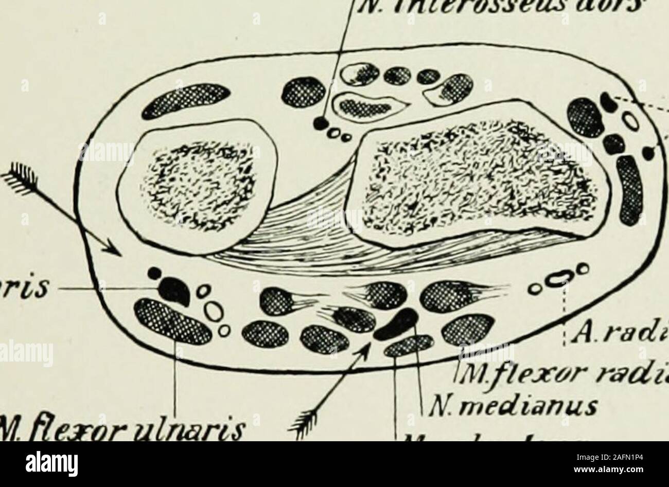 Intermuscular hi-res stock photography and images - Alamy