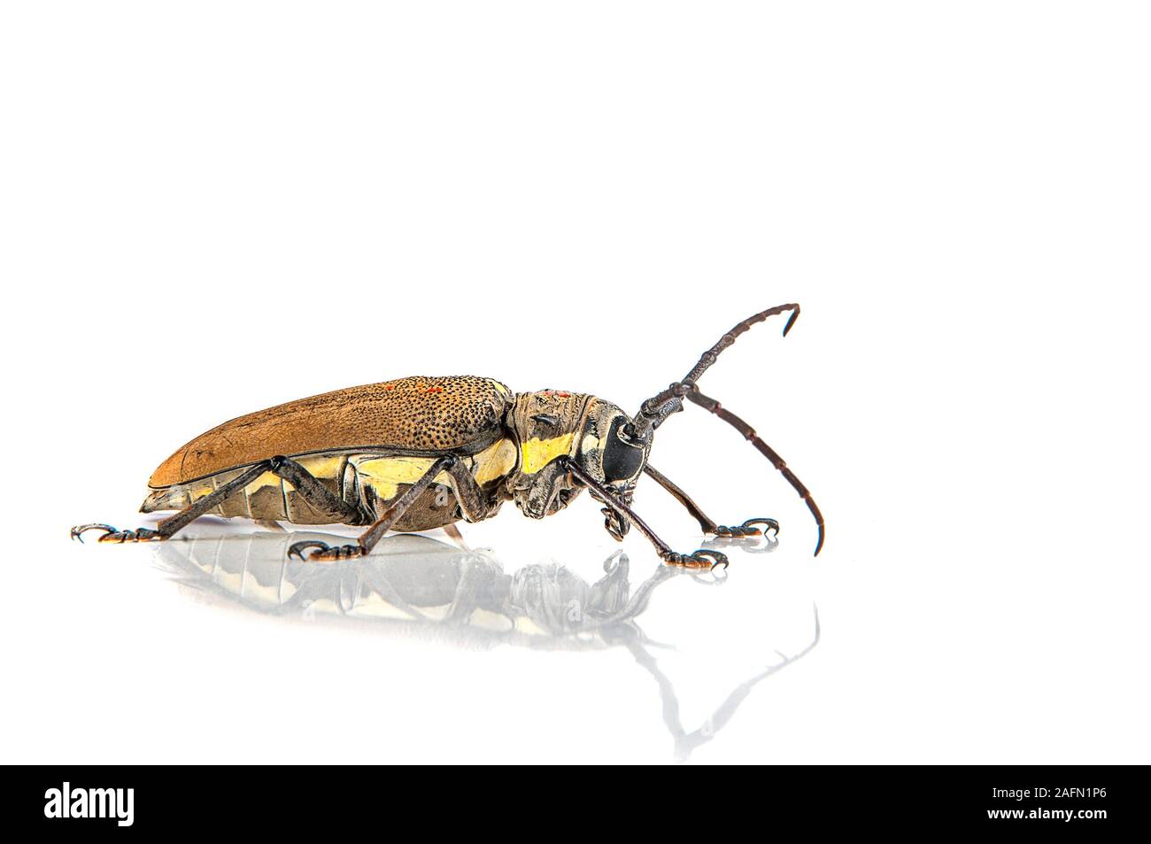 Tree borer (Batocera rufomaculata) isolated on a white background Stock ...