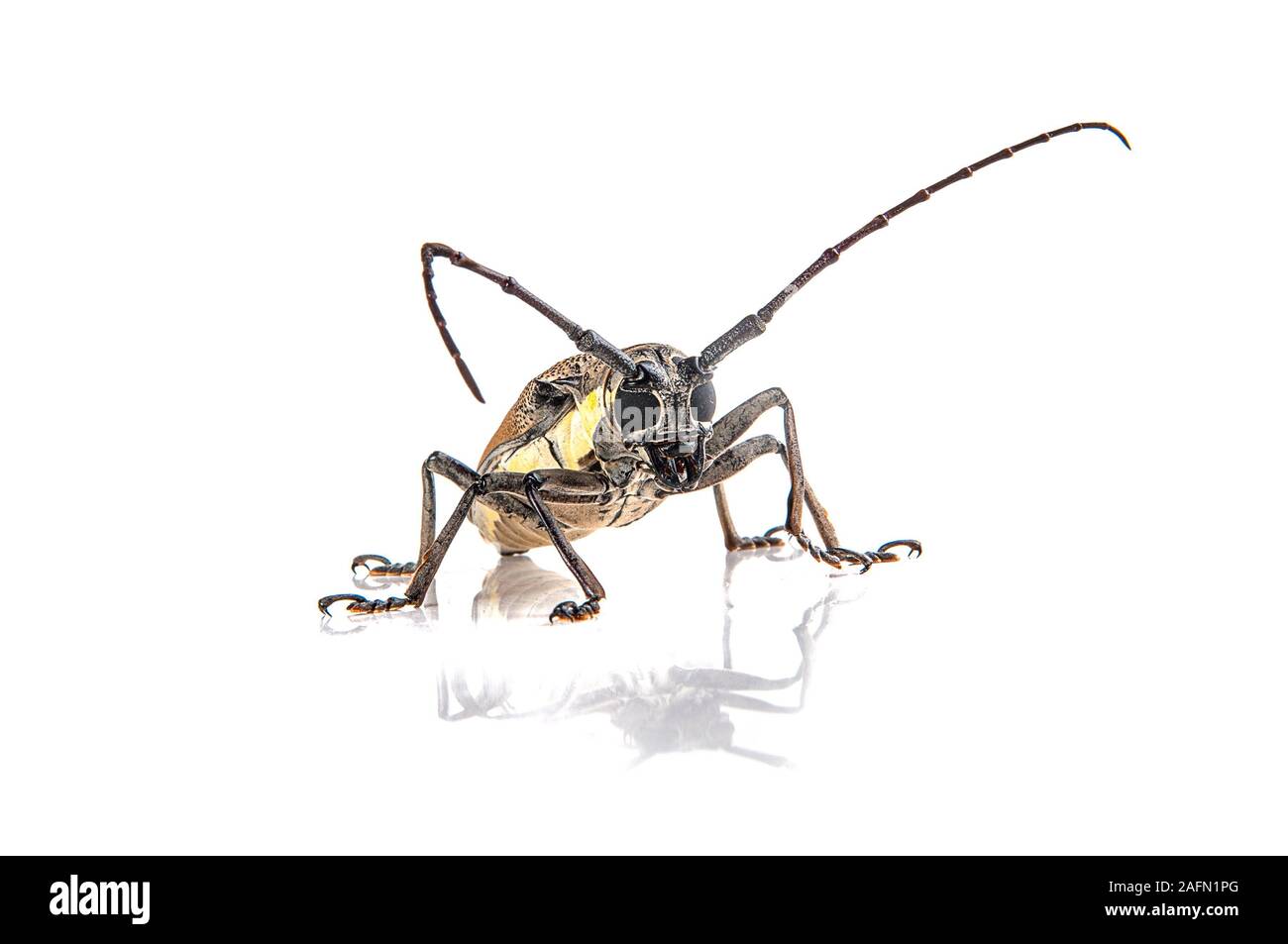 Tree borer (Batocera rufomaculata) isolated on a white background Stock ...