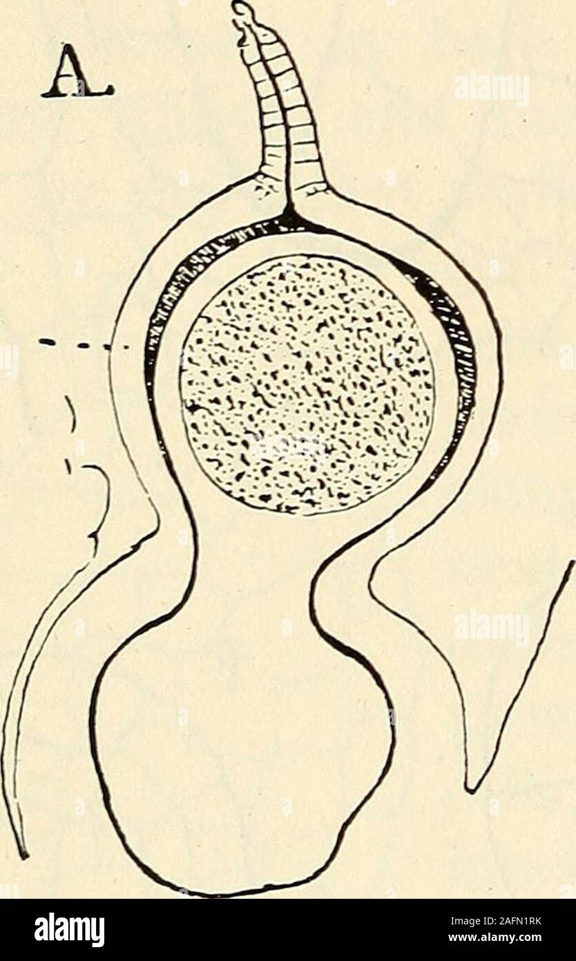 . The structure and development of mosses and ferns (Archegoniatae ...