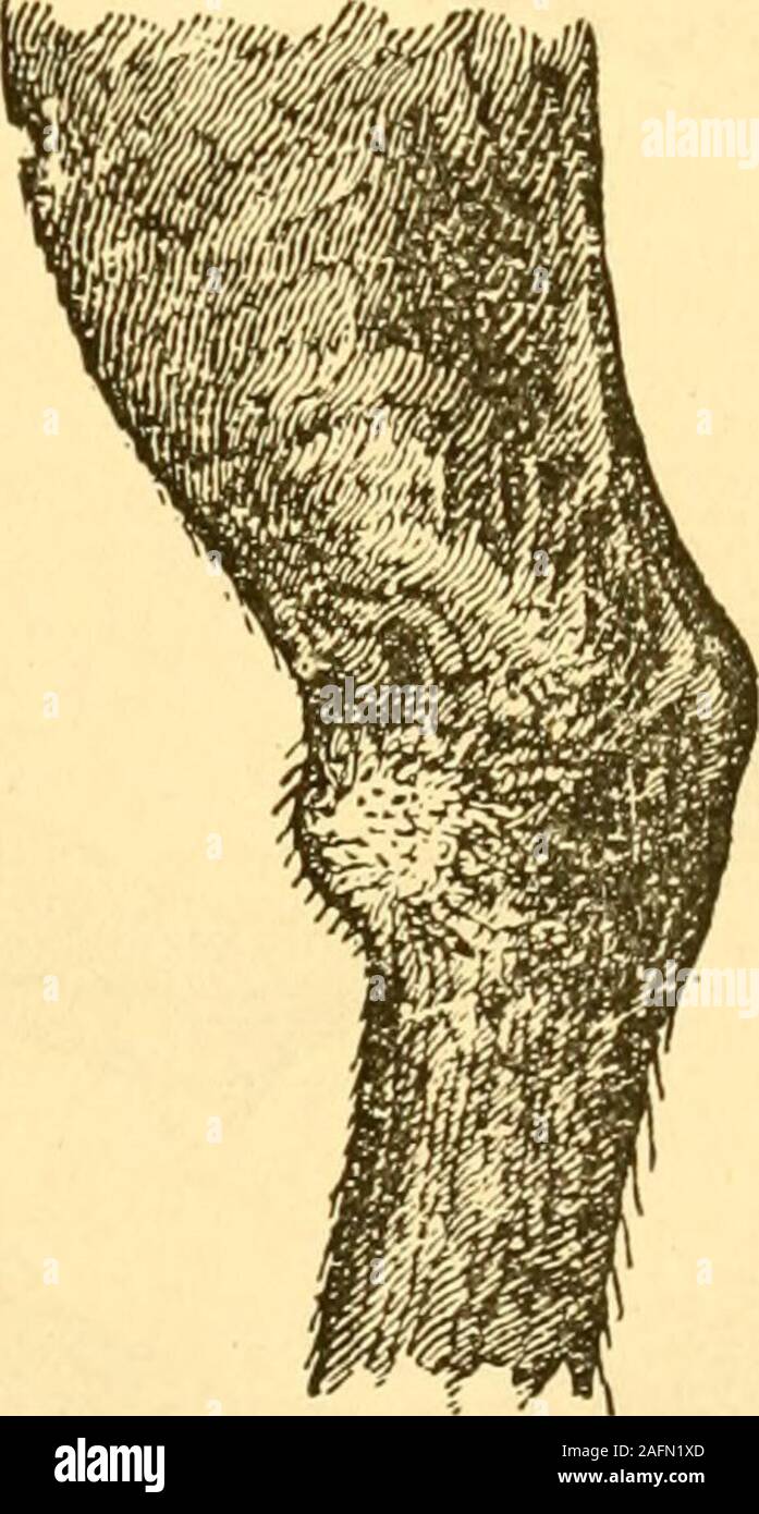 Bog spavin hi-res stock photography and images - Alamy