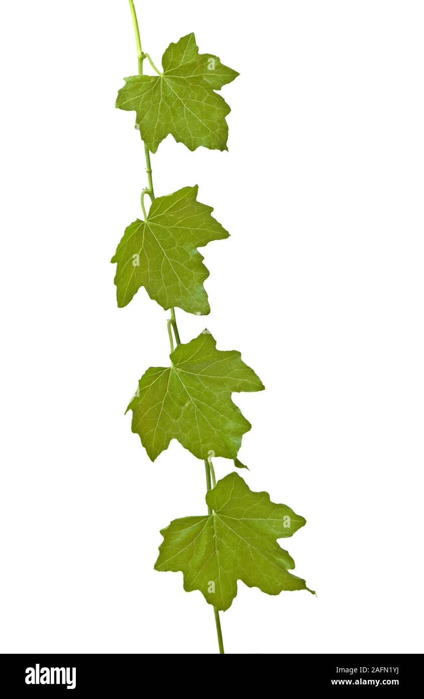 vine isolated on white background Stock Photo - Alamy