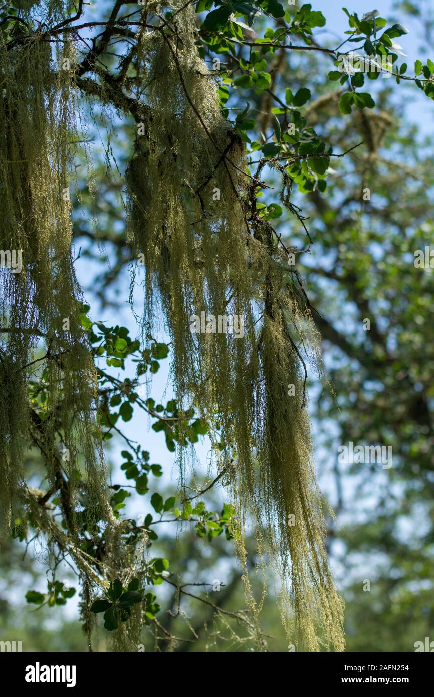 Bearded lichen growing on oak trees in canopy Stock Photo - Alamy