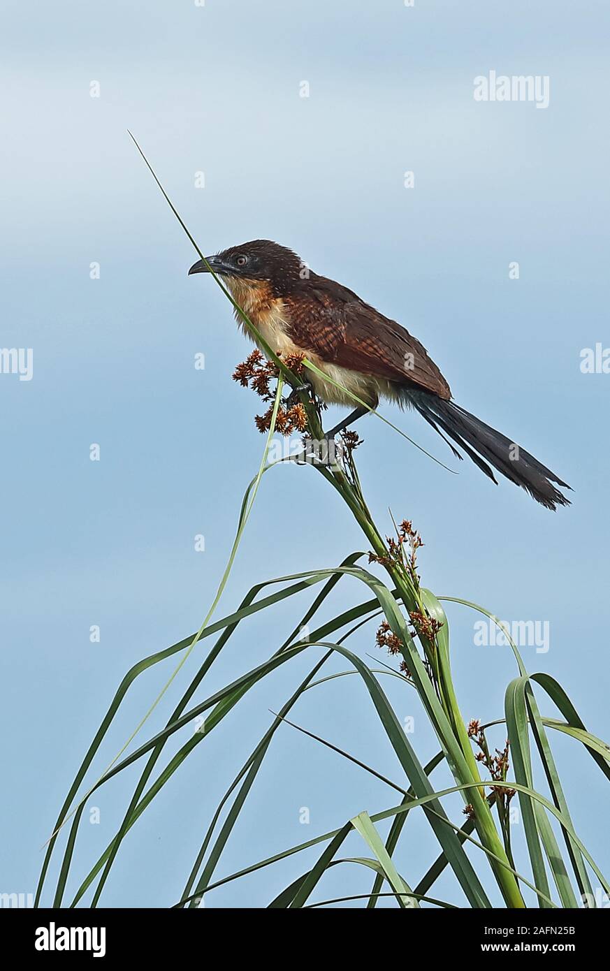 Blue-headed Coucal (Centropus monachus fischeri) immature perched on ...