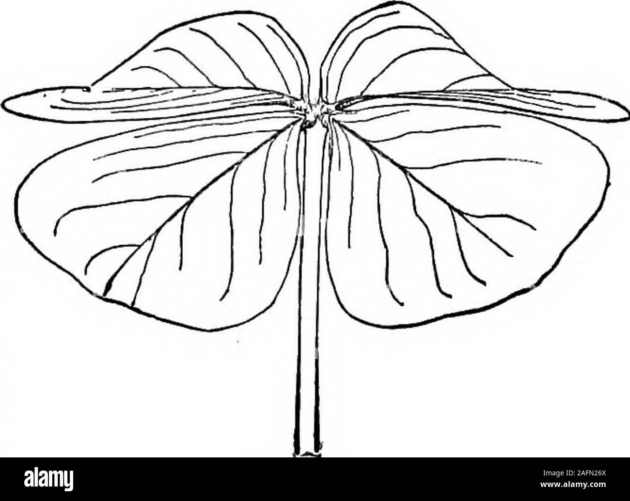 Pole bean plants Black and White Stock Photos & Images - Alamy