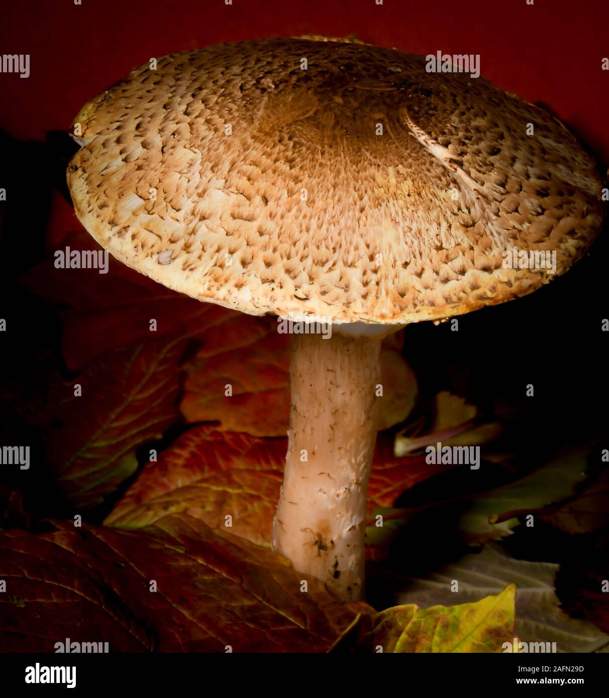 The prince mushroom hi-res stock photography and images - Alamy
