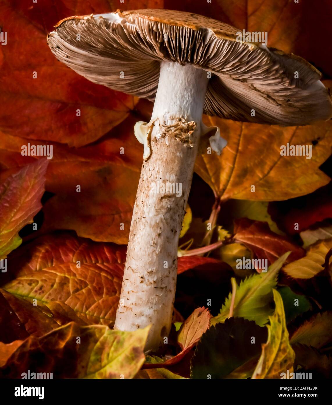 The prince mushroom hi-res stock photography and images - Alamy