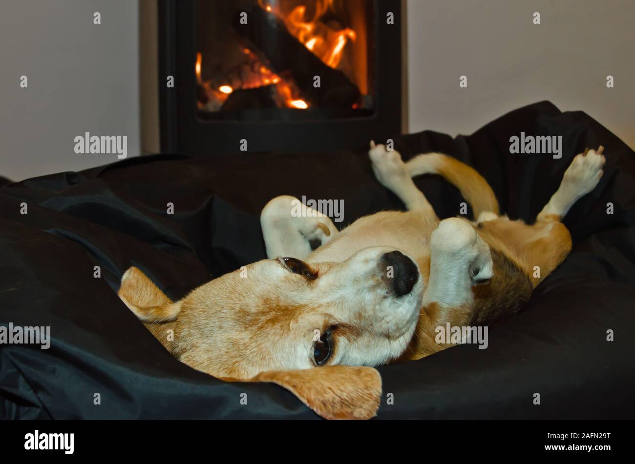 A cute beagle (dog) lays lazy and relaxed in front of a fireplace Stock ...