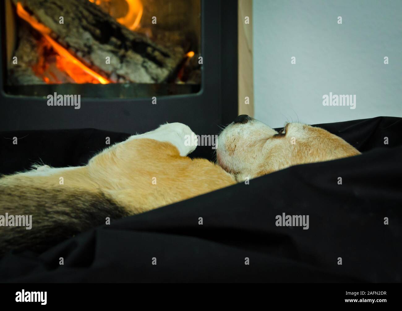A cute beagle (dog) lays lazy and relaxed in front of a fireplace Stock ...