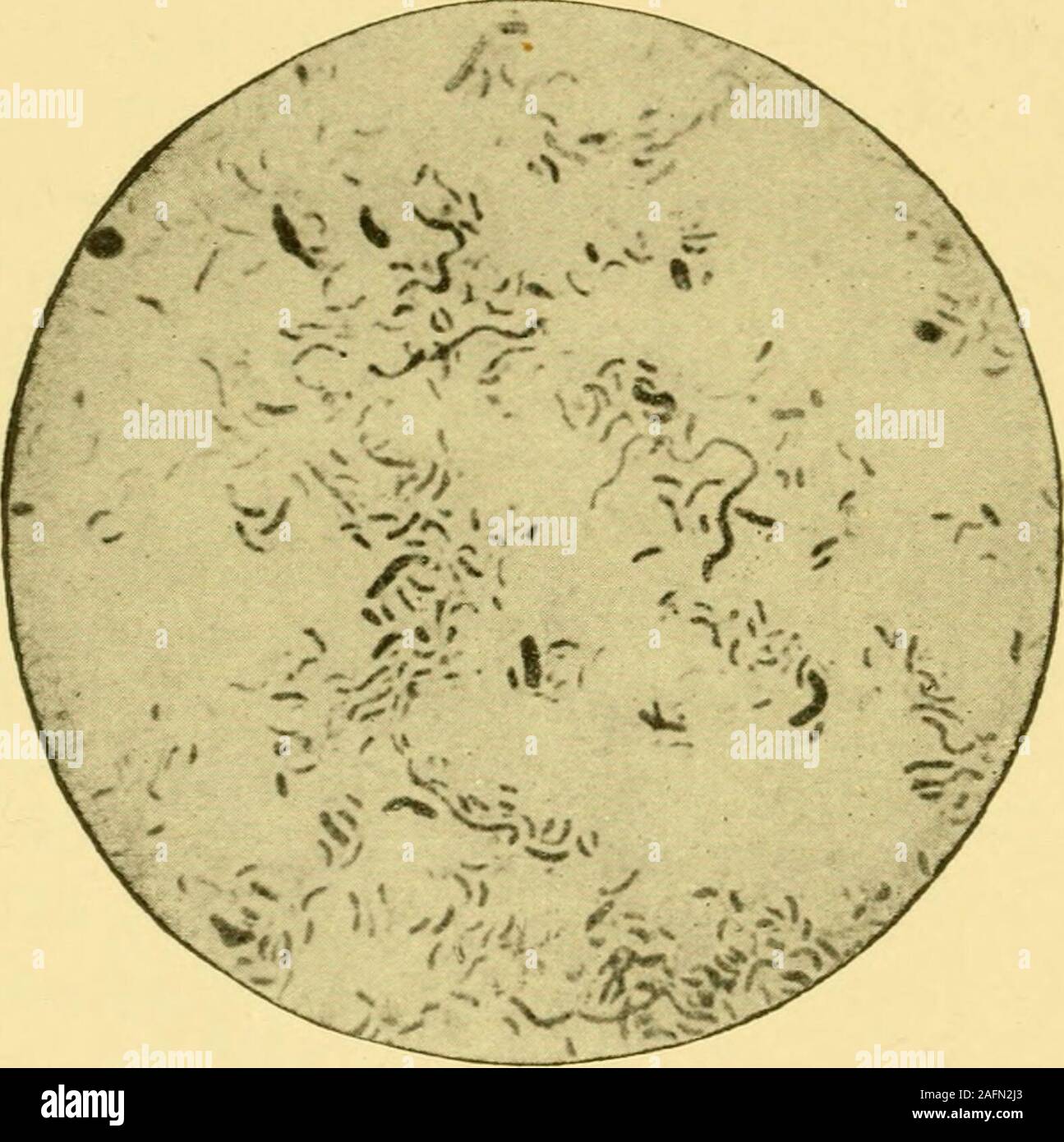 Spirillum Microscope