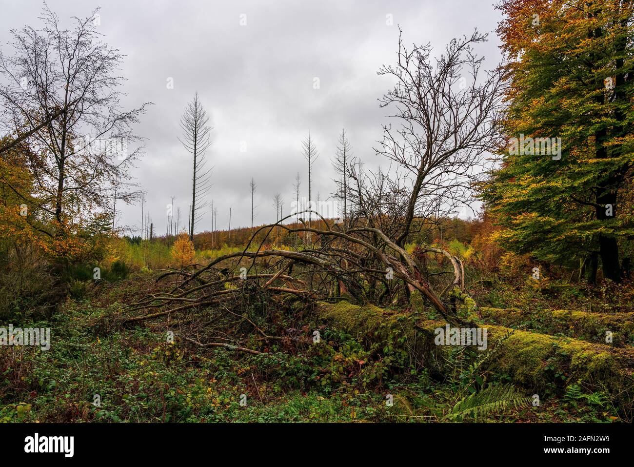 Old broken tree in nature reserve Eifel, Germany Stock Photo - Alamy
