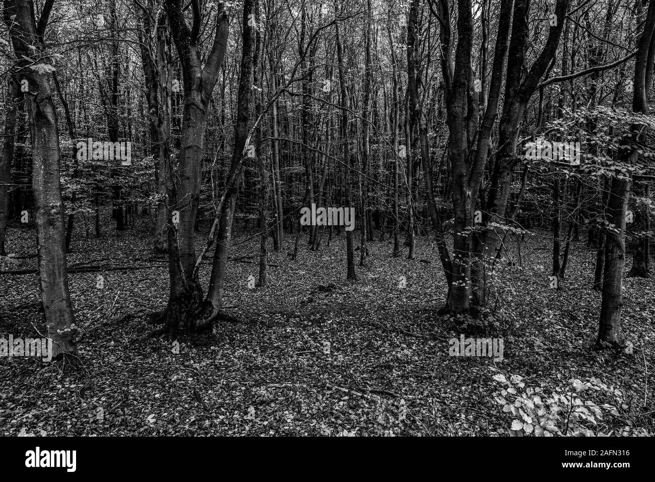Burnt black tree stumps hi-res stock photography and images - Alamy