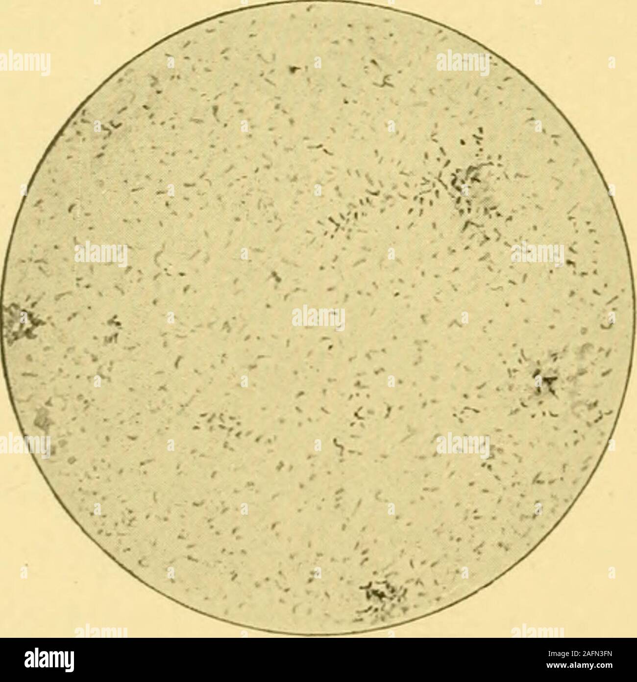 . Applied bacteriology for nurses. Fig. 23.—Typhoid bacilli ...