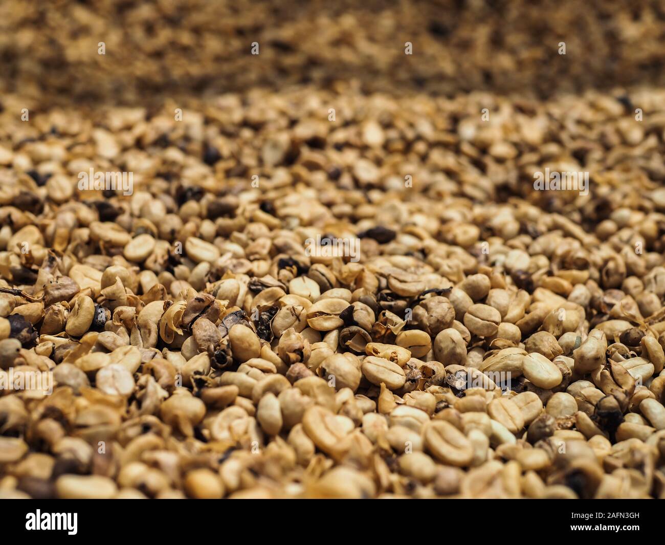 Fresh dried coffee beans on a farm in latin america, ready to get ...