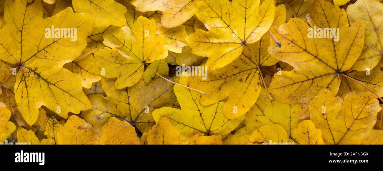 Yellow october garden plant hi-res stock photography and images - Alamy