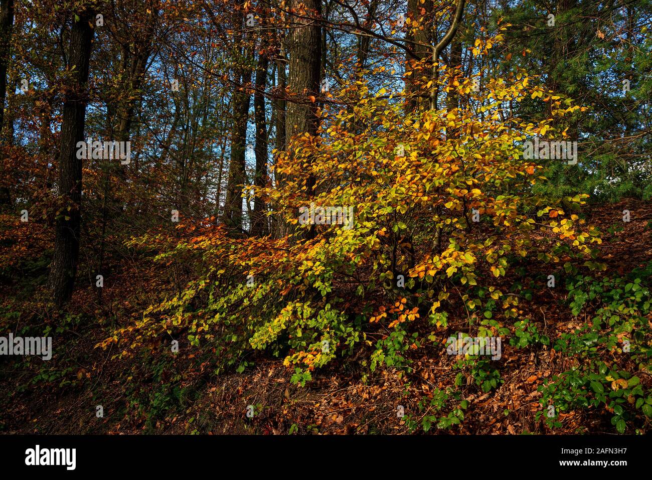 Eifel national park hi-res stock photography and images - Alamy
