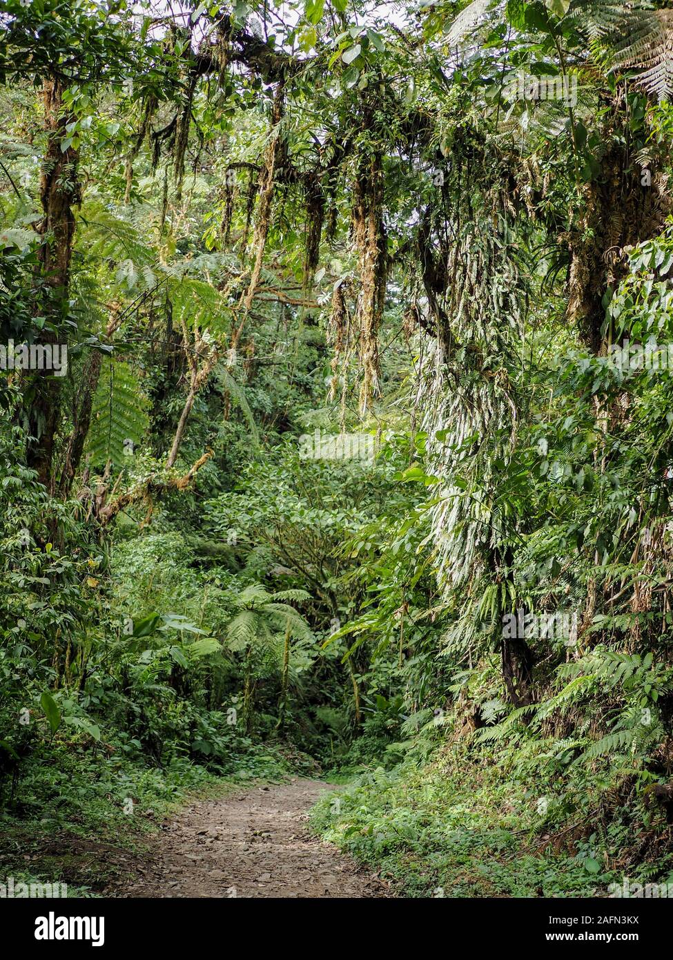 A jungle path during a hike, in dense vegetation Stock Photo - Alamy