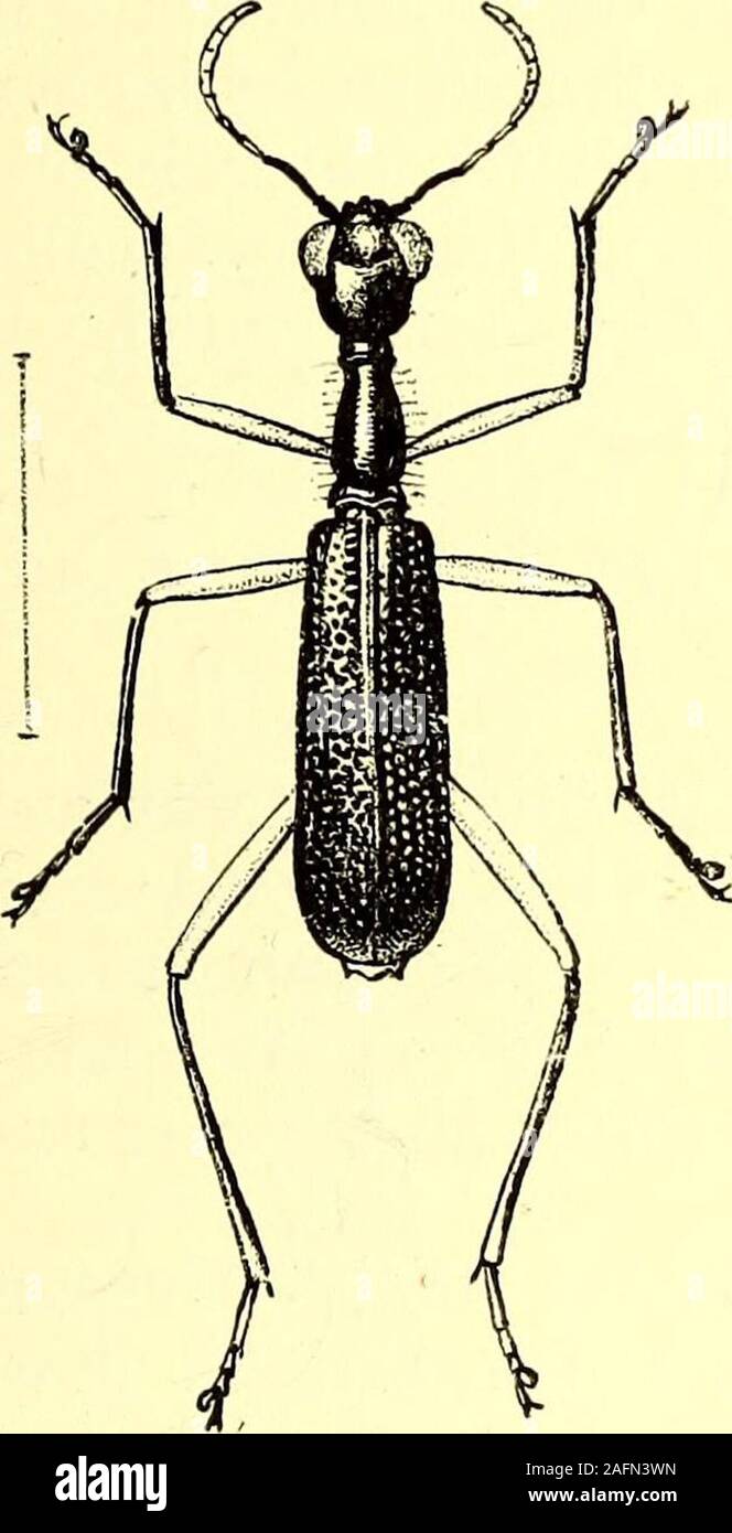 Metasternum hi-res stock photography and images - Alamy